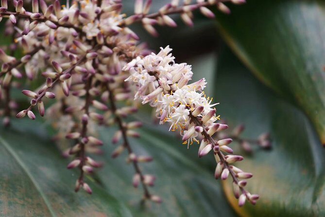 Private Day Tour to South China Botanical Garden from Guangzhou - An In-Depth Look at the Tour Experience