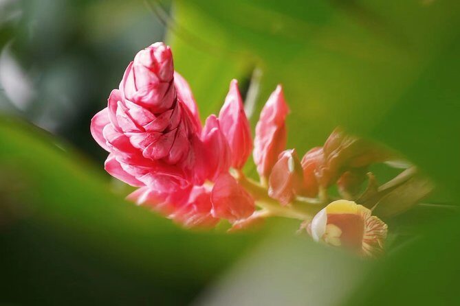 Private Day Tour to South China Botanical Garden from Guangzhou - The Garden: A Colorful World of Plants