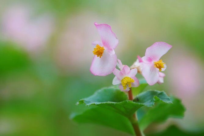 Private Day Tour to South China Botanical Garden from Guangzhou - Practical Considerations and Tips