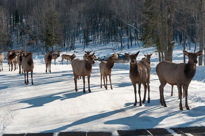 Private day tour to wildlife Parc Omega and Montebello lodge from Montreal - Who Will Love This Tour?
