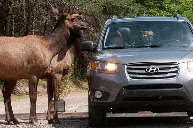 Private day tour to wildlife Parc Omega and Montebello lodge from Montreal - FAQ