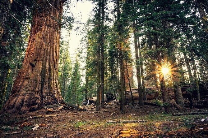 Private Day Tour to Yosemite National Park - The experience of a full day in Yosemite