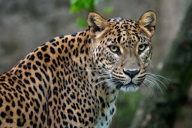 Private Day Tour: Yala National Park Safari Tour from Galle & Weligama - Key Points