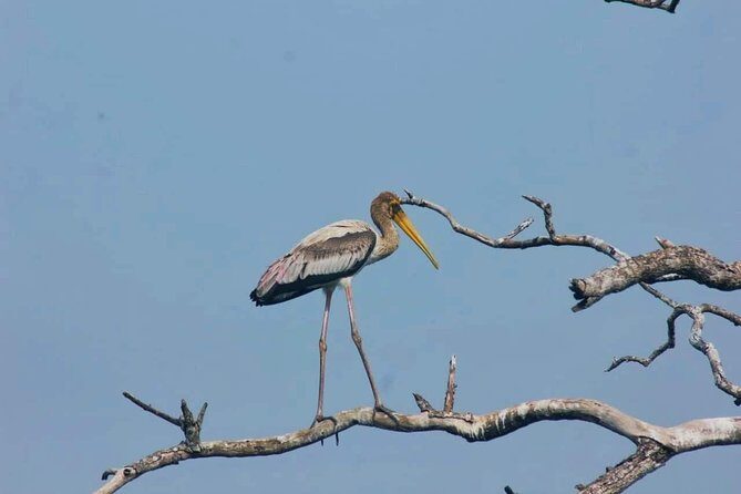Private Day Tour: Yala National Park Safari Tour from Galle & Weligama - FAQ