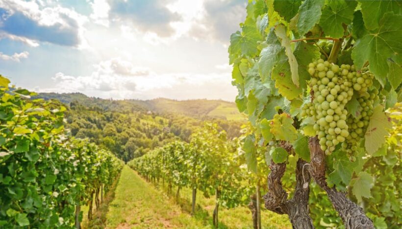 Private day trip from Vienna to Melk & Dürnstein in English - FAQ