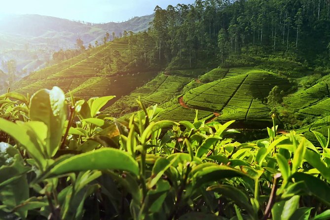 Private Day Trip: Horton Plains and Pedro Tea Factory from Nuwara Eliya - Who Will Love This Tour?