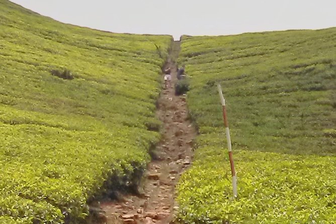 Private Day trip Kandy & pinnawala with your selected attractions - What the Reviews Say