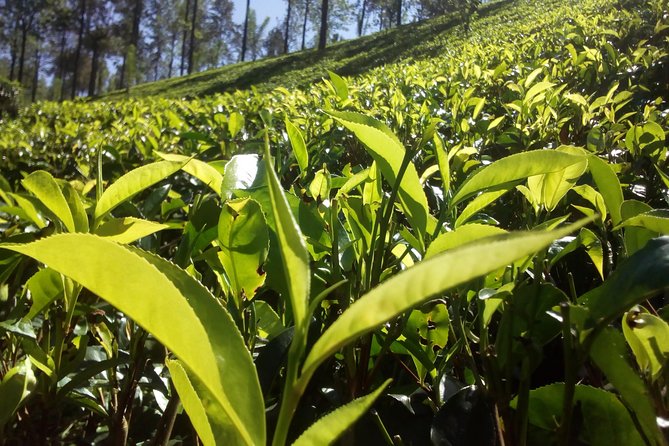 Private Day trip Kandy & pinnawala with your selected attractions - Practical Details and Tips