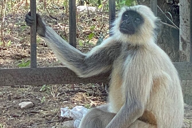 Private Day Trip to Abhaneri Stepwell & Monkey Temple from Jaipur - Who Should Consider This Trip?