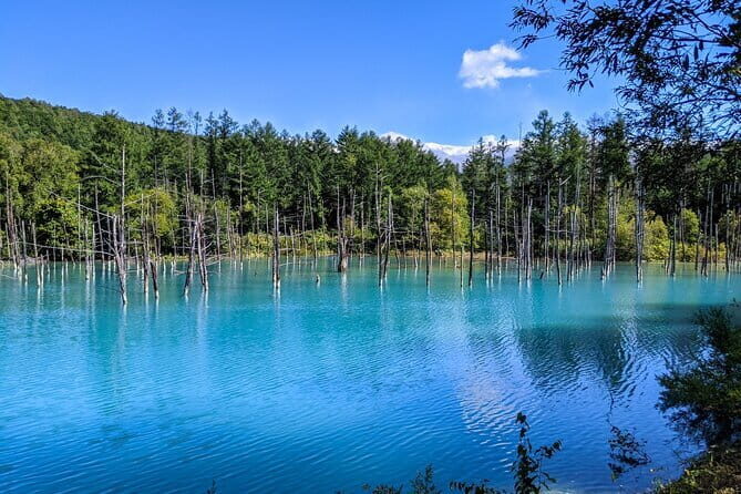 Private Day Trip to Asahiyama Zoo and Biei Blue Pond - Who Will Love This Tour?