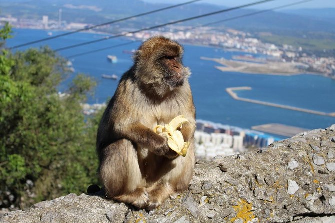 Private Day Trip to Gibraltar from Malaga or Marbella - Who Should Consider This Tour?