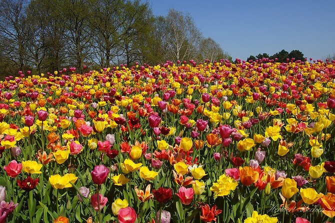 Private Day Trip to Keukenhof Gardens with Entrance Tickets - An In-Depth Look at the Keukenhof Private Tour