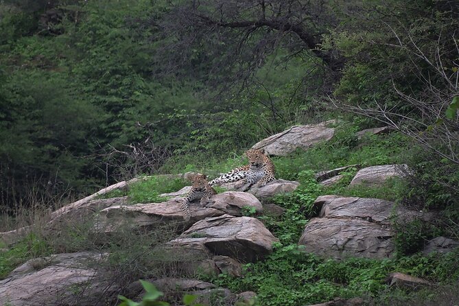 Private Day Trip to Kumbhalgarh Fort and Ranakpur from Udaipur - Who Will Appreciate This Tour?