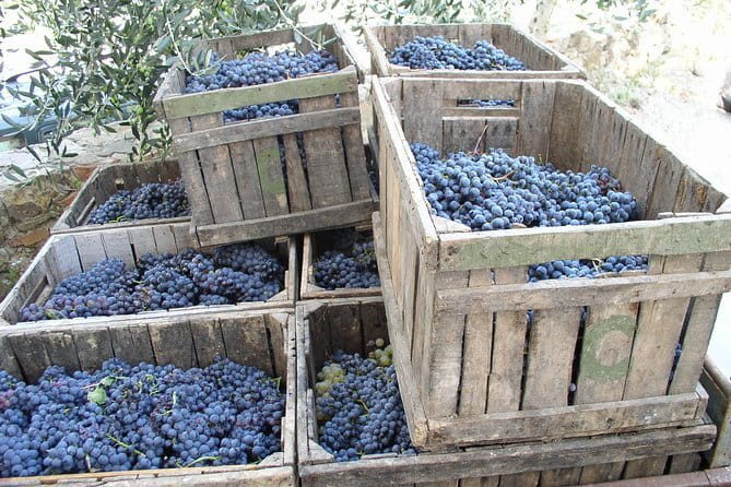 Private Day Trip to Montalcino and Montepulciano from Florence - Key Points