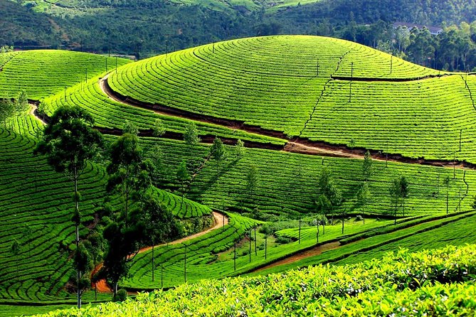Private Day Trip to Munnar from Kochi (Cochin) - Who Should Consider This Tour?