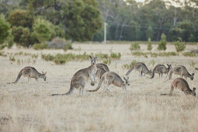 Private Day Trip to Nature's Wonderland Grampians Grandeur - FAQ
