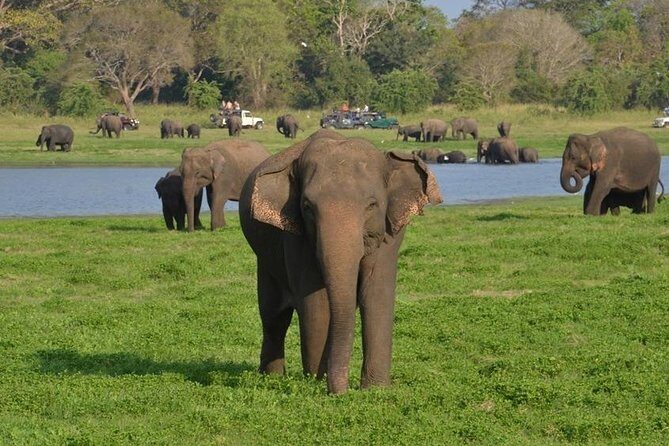 Private Day Trip to Pidurangala Rock & Jeep Safari From Colombo - Authenticity and Traveler Feedback