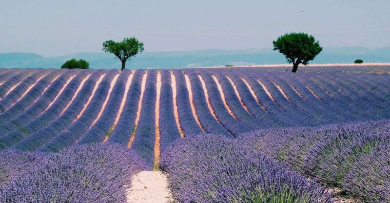 Private Day Trip to Provence and Lavender Fields - Transportation, Group Size, and Price