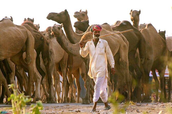 Private Day Trip to Pushkar From Jaipur - Transport and Practicalities