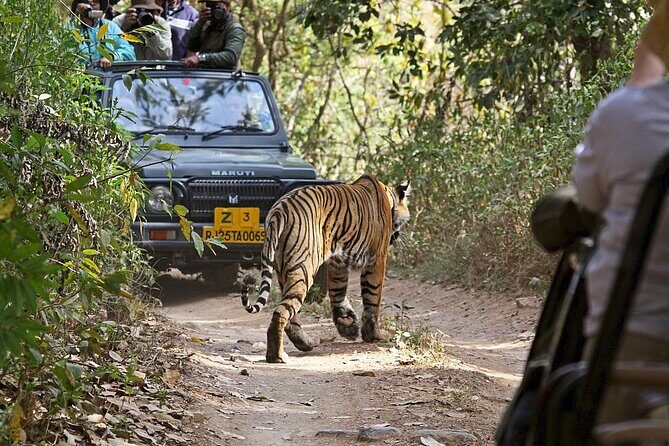 Private Day Trip To Ranthambore National Park from Jaipur - Key Points