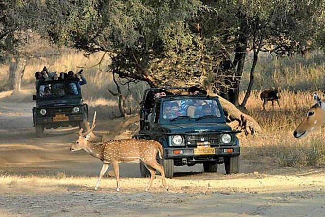 Private Day Trip To Ranthambore National Park from Jaipur - An In-Depth Look at the Ranthambore Day Trip