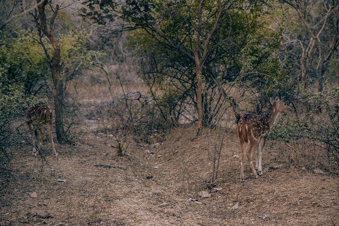Private Day Trip To Ranthambore National Park from Jaipur - Returning to Jaipur