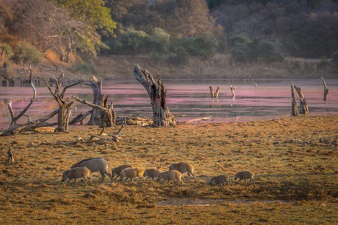 Private Day Trip To Ranthambore National Park from Jaipur - The Value of This Tour