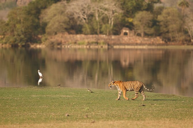 Private Day Trip to Ranthambore Tiger Reserve from Jaipur - Final Thoughts: Is This Tour Right for You?