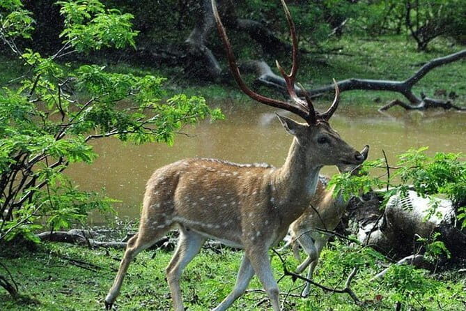 Private Day Trip To Sigiriya Dambulla and Safari From Colombo - A Detailed Look at the Tour Experience