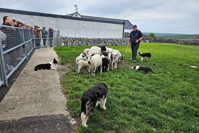 Private Day Trip to the Cliffs of Moher from Dublin - Why the Tour Offers Good Value