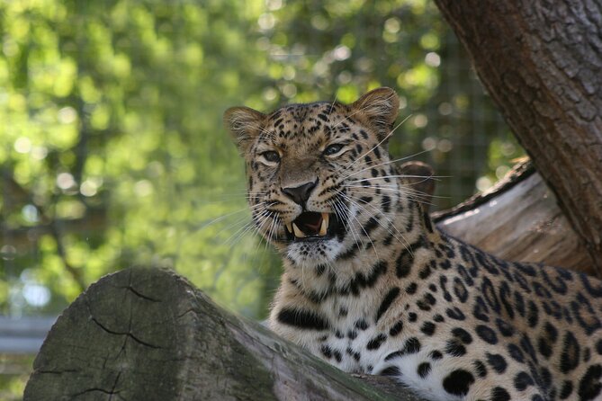 Private Day Trip to Yala National Park from Colombo - The Value of This Tour