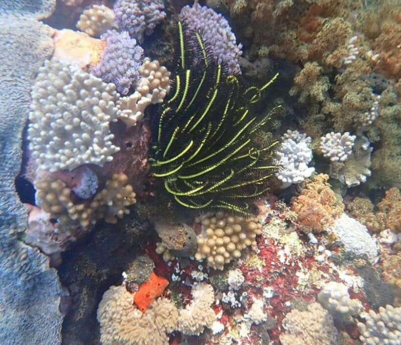 private daytour : nusa lembongan,ceningan,snorkeling - Final Thoughts