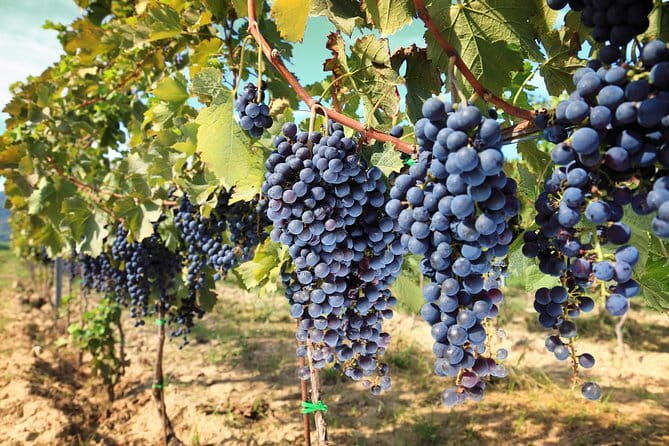 Private daytrip to Siena & Chianti wine country, with wine tasting from Florence - What Makes This Tour Stand Out