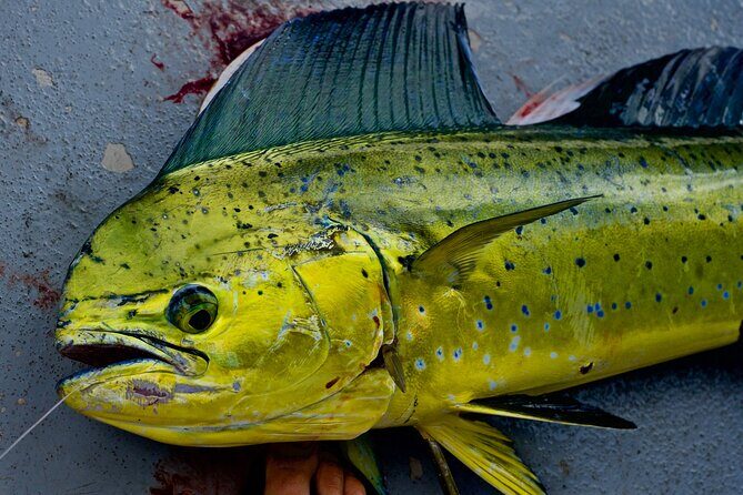 Private Deep Water Fishing in Kauai - The Experience in Detail