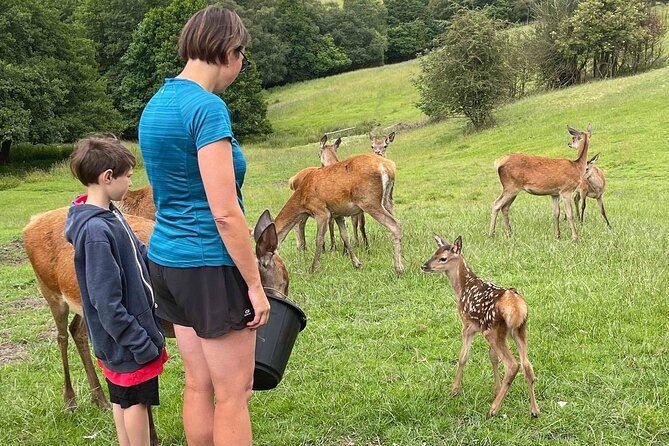 Private Deer Park Tour and Day Out in Leek - What to Expect During Your Tour