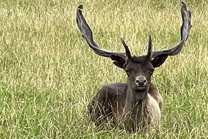 Private Deer Park Tour and Day Out in Leek - Understanding Deer Behavior