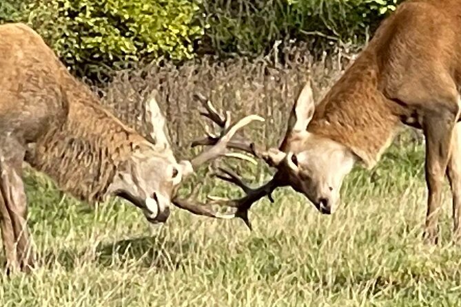 Private Deer Park Tour and Day Out in Leek - Special Occasions and Group Experiences