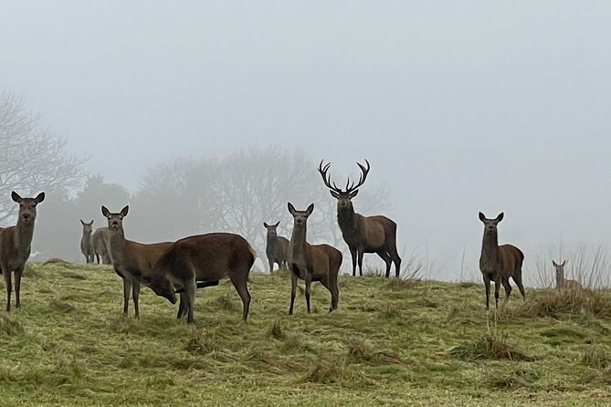Private Deer Park Tour and Day Out in Leek - Visitor Reviews and Testimonials