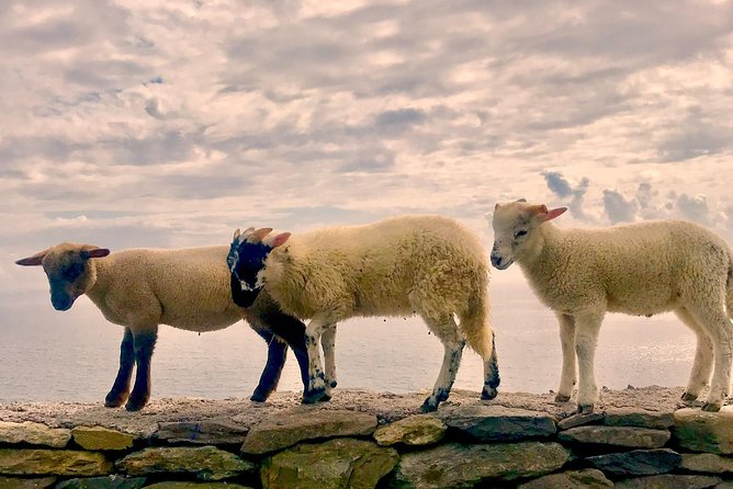 Private Dingle and Slea Head - A Deep Dive into the Experience