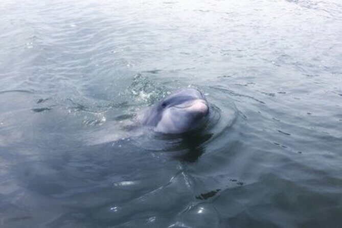 Private Disappearing Island Dolphin Tour - Key Points
