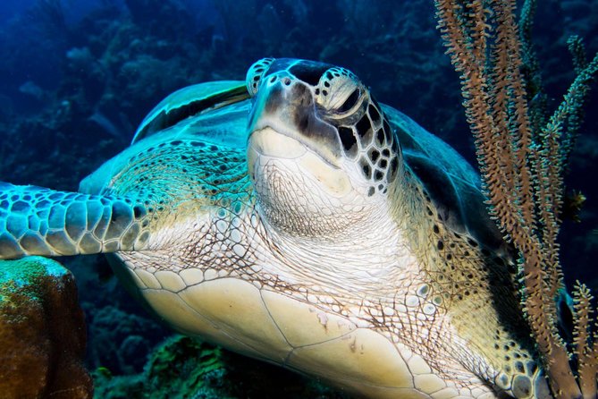 Private Discover Scuba Diving - Included Services