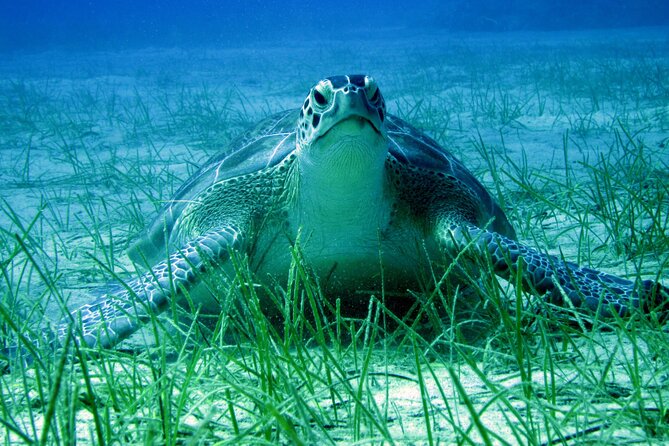 Private Discovery Dive + Photos & Videos - Potential Drawbacks and Considerations