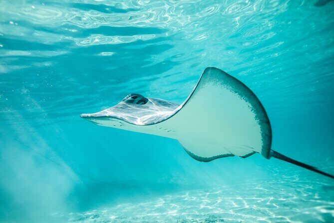 Private Discovery of the Marine Fauna of Moorea - The Experience: What You Can Expect from Start to Finish