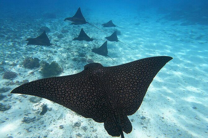 Private Discovery of the Marine Fauna of Moorea - The Sum Up: Is This Tour Worth It?