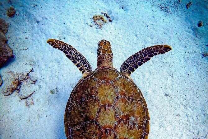 Private Dive at Shipwreck + Beautiful Reef Spot(Certified divers) - Discovering Aruba’s Underwater Charms: A Review of the Private Dive at Shipwreck + Reef Spot