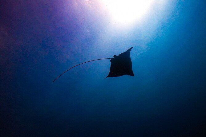 Private Dive at Shipwreck + Beautiful Reef Spot(Certified divers) - An In-Depth Look at the Underwater Experience