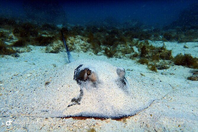 Private Dive at Shipwreck + Beautiful Reef Spot(Certified divers) - The Sum Up: Is This Dive Right for You?