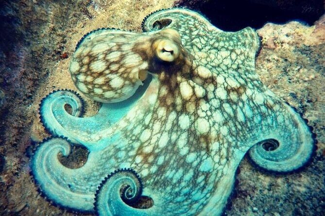 Private Dive at Shipwreck + Beautiful Reef Spot(Certified divers) - FAQ: Your Questions Answered