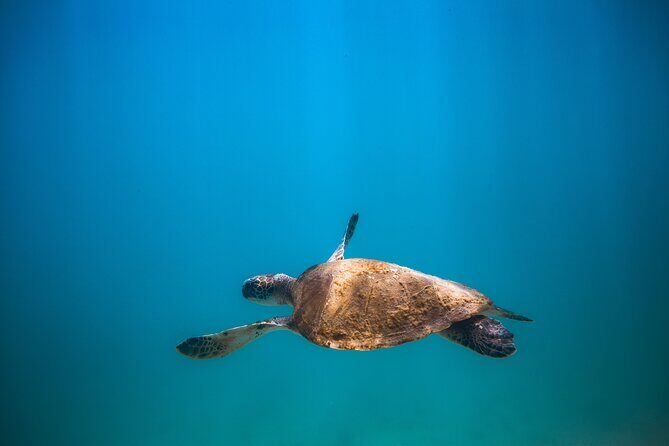 Private Dive Boat for Certified Divers - Cabo San Lucas - FAQ
