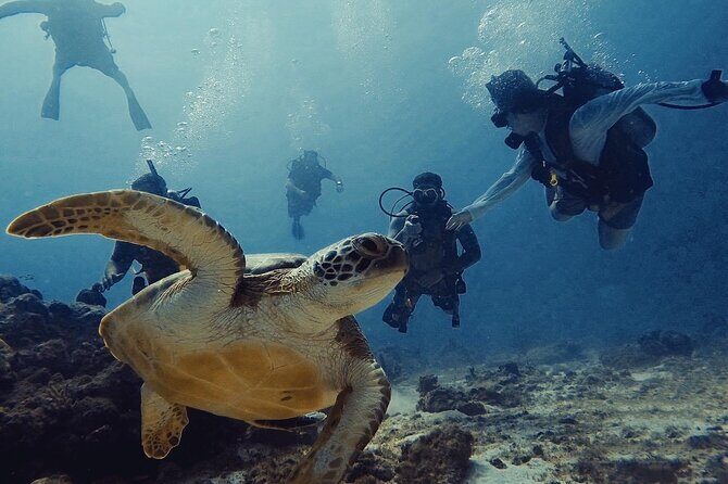 Private Dive + videographer/Photographer (Certified divers only) - Introduction